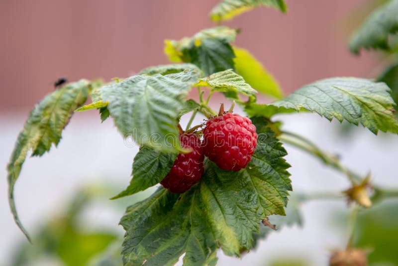 Growing raspberry stock image. Image of crop, growing - 191902601