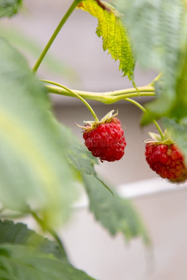 Growing raspberry stock image. Image of fresh, veggies - 191902609