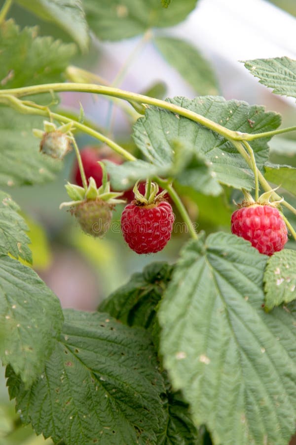 Growing raspberry stock photo. Image of season, berry - 191902624
