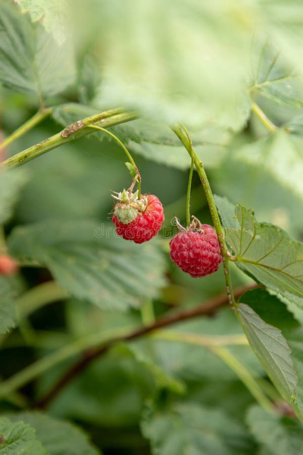 Growing raspberry stock image. Image of still, green - 191902645