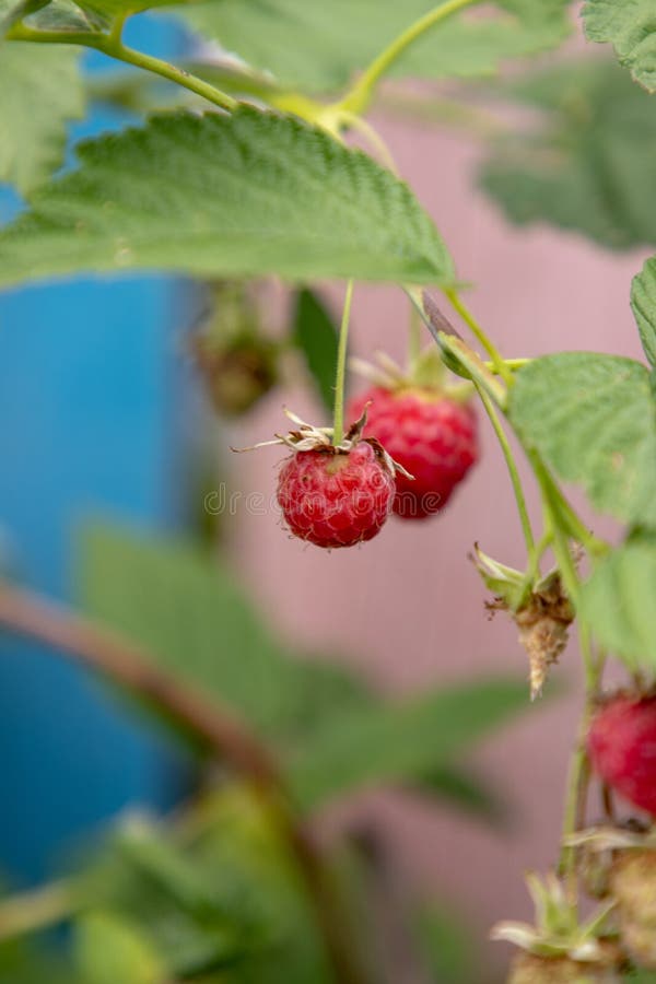 Growing raspberry stock photo. Image of environment - 191902654