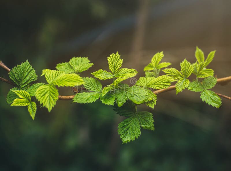 Growing Raspberry in Spring Close-up. Stock Photo - Image of botanical ...
