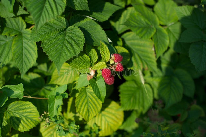 Raspberry growing stock image. Image of garden, sweet - 30256845