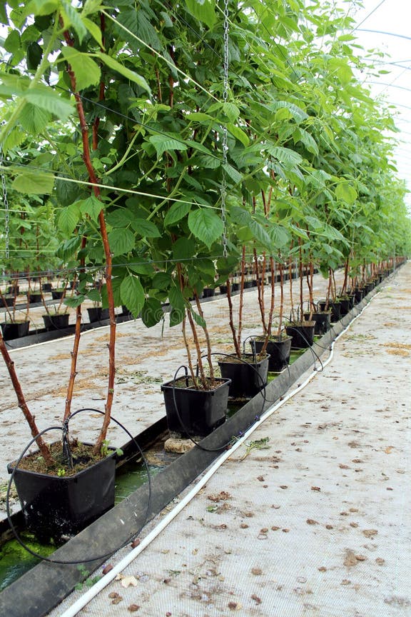 Growing Raspberry in Hydroponic Plantation Stock Photo - Image of ...