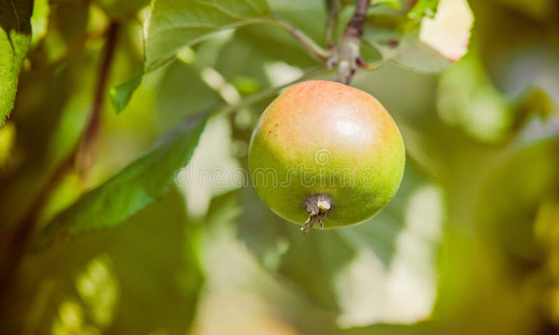 Growing raw apple stock image. Image of freshness, floral - 97756113