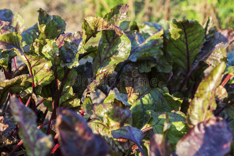 Growing red beet plants stock image. Image of gardening - 70912515