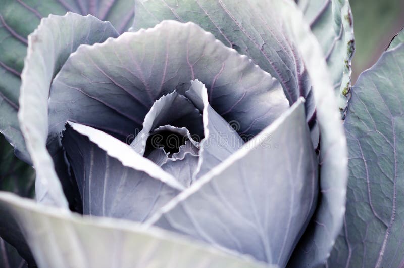 Growing Red Cabbage Plant in the Garden. Stock Image - Image of fresh ...