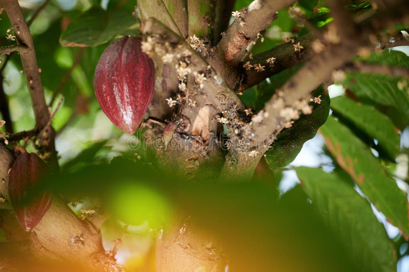 Growing red cocoa pod stock image. Image of outdoor - 264622827