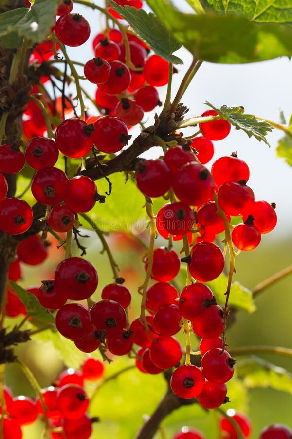 Growing red currants. stock image. Image of field, decorative - 58472905