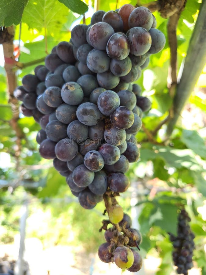 Growing Red Grapes in a Vineyard for Wine Selection is the Focus of ...