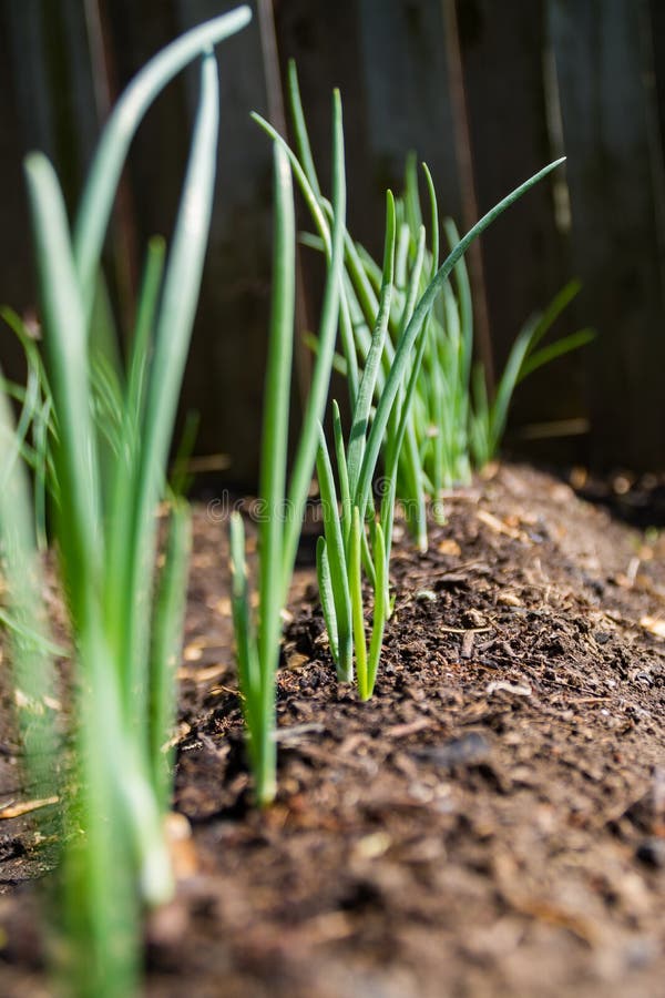 Growing red onions stock photo. Image of mulch, environment - 117035228