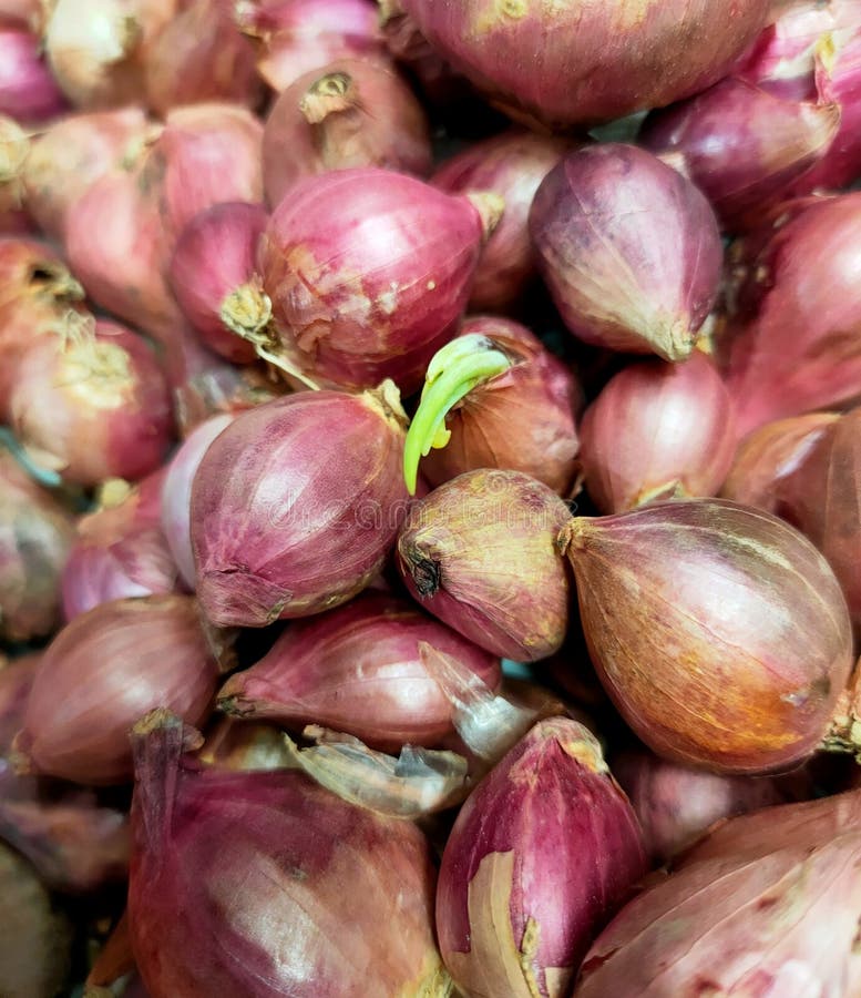 Growing Red Onions among Others Stock Image - Image of pink, shallot ...