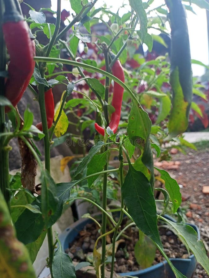 Growing Red Pepper Plants in Pots Stock Image - Image of plants, pots ...