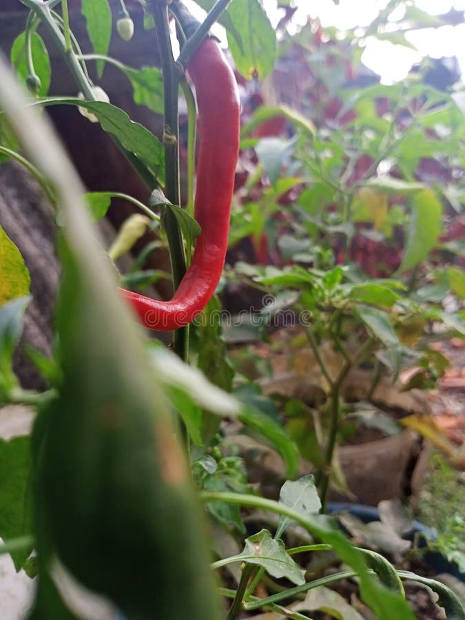 Growing Red Pepper Plants in Pots Stock Photo - Image of pepper, pots ...