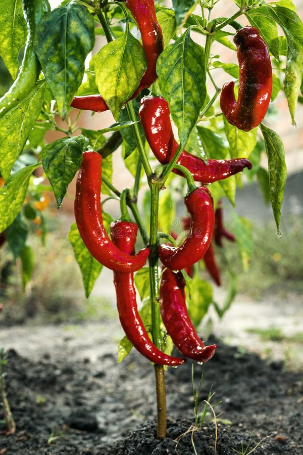 Growing the Red Peppers Capsicum in Vegetable Garden Stock Photo ...