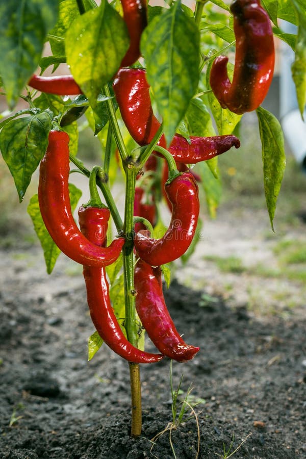 Growing the Red Peppers Capsicum in Vegetable Garden Stock Photo ...