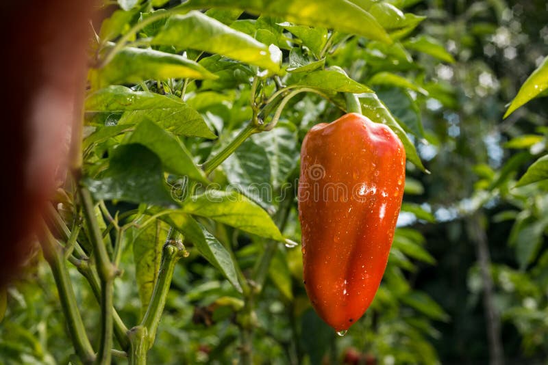 Growing the Red Peppers Capsicum in Vegetable Garden Stock Photo ...