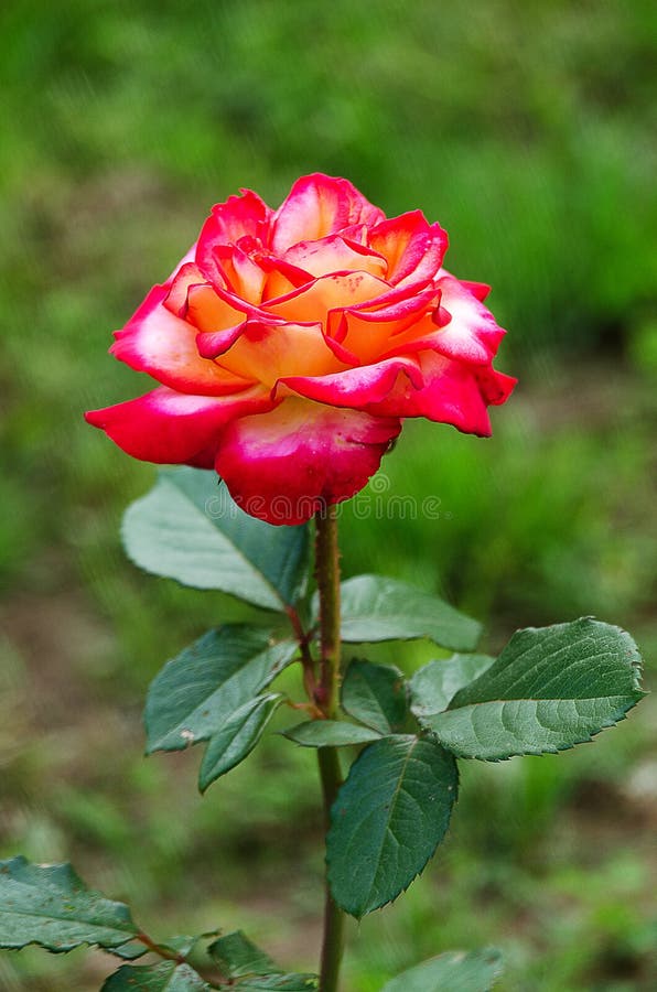Growing Red Rose and Smelling Nice Outdoor Summer Stock Photo - Image ...