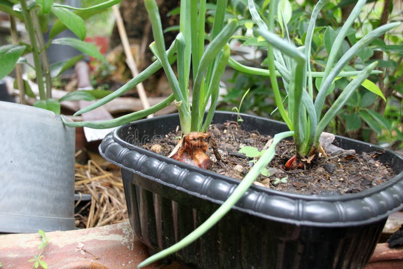 Growing Red Shallot Bulbs into a Pot at Home, Sprouting Green Shallot ...