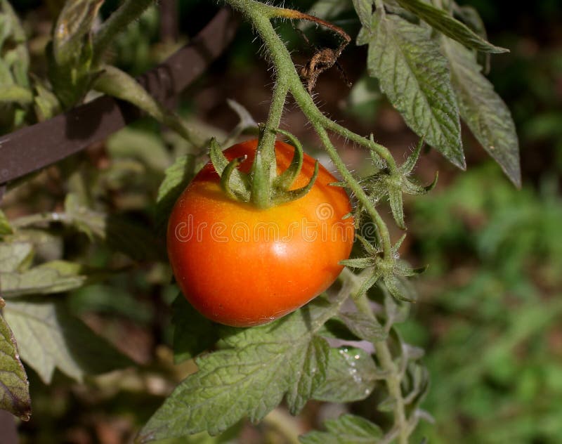 Growing Red Tomato on the Vine in the Sunlight Stock Image - Image of ...