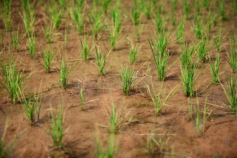 Growing rice stock photo. Image of leaf, closeup, earth - 28162546