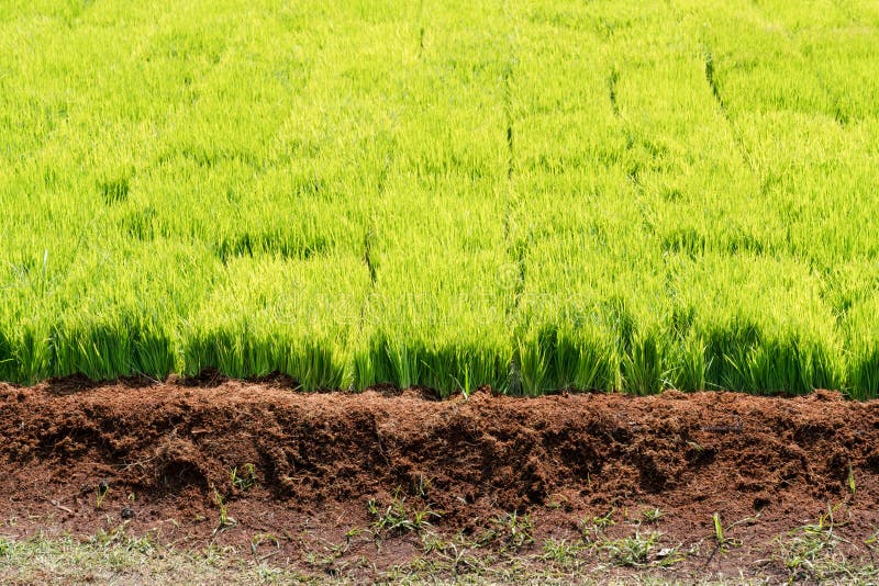 Growing Rice in Agricultural Demonstration Plot Stock Image - Image of ...