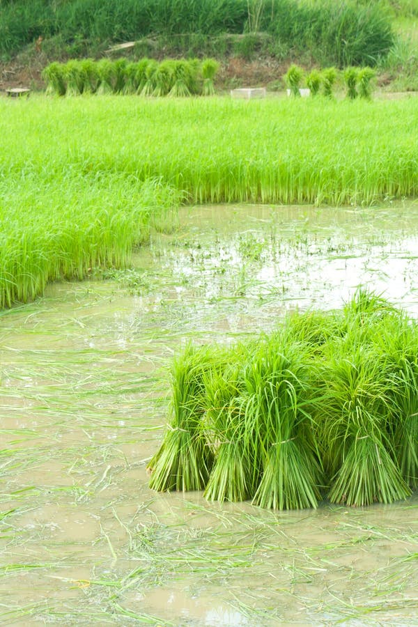 Growing rice in farm stock photo. Image of plantation - 33019766
