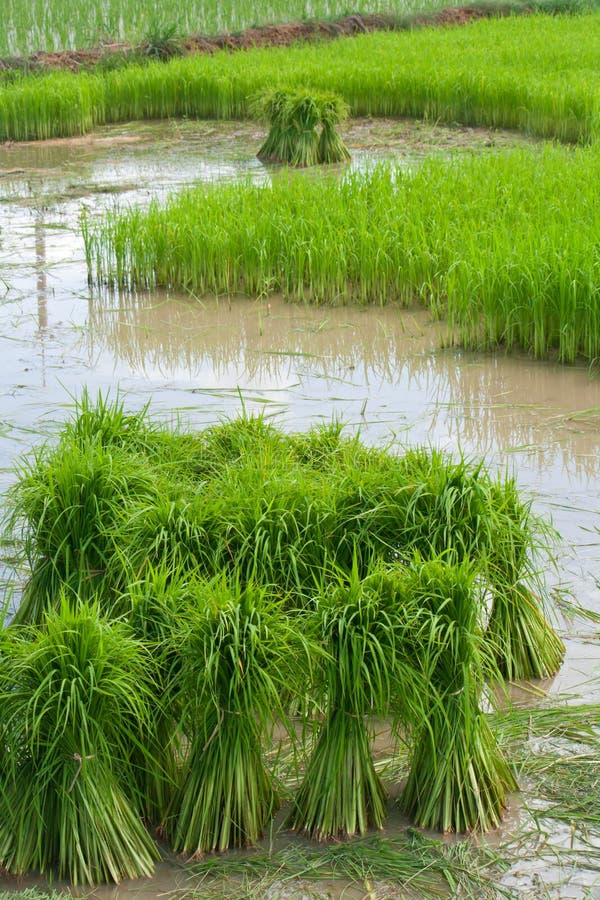 Growing rice in farm stock photo. Image of blue, leaf - 33019818