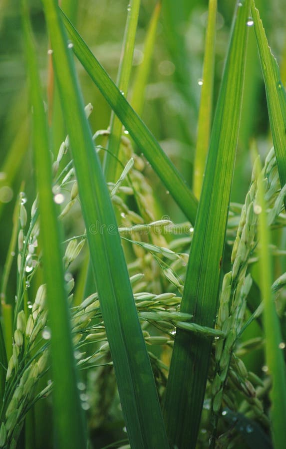 Growing rice fruit stock photo. Image of indonesia, botanical - 321408664