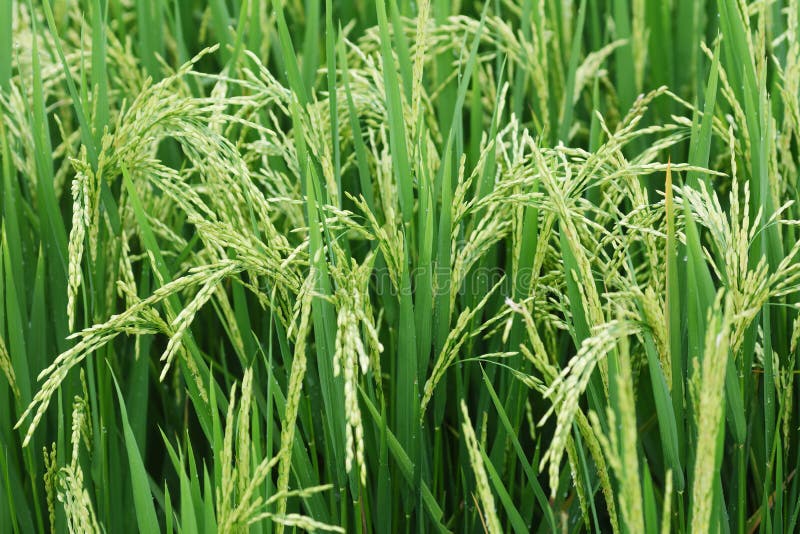 Growing Rice and Green Grass Field Stock Photo - Image of bush, field ...
