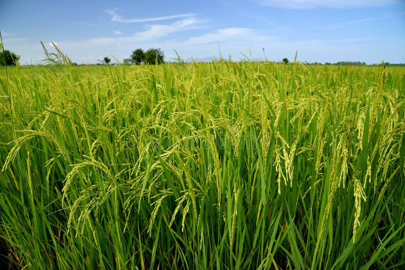 Growing Rice and Green Grass Field Stock Photo - Image of beautiful ...