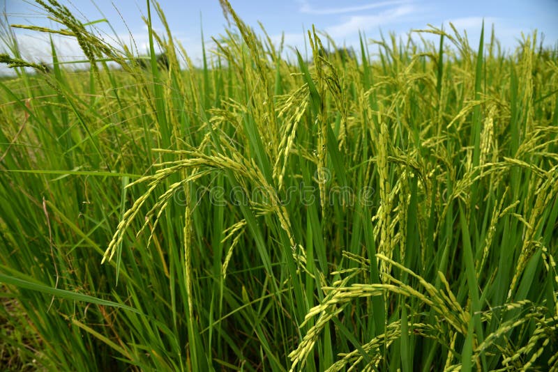 Growing Rice and Green Grass Field Stock Image - Image of growth, grain ...