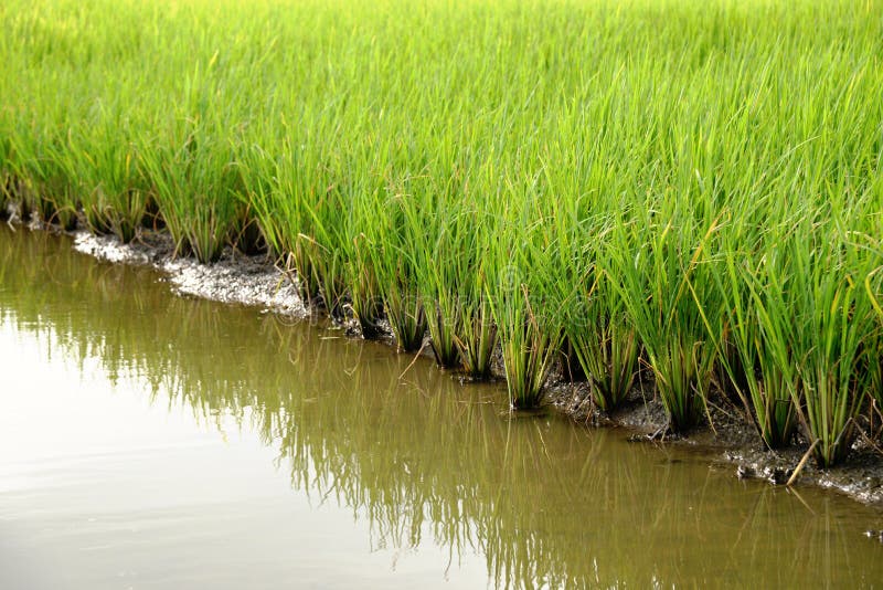 Growing Rice and Green Grass Field Stock Photo - Image of grass, fresh ...