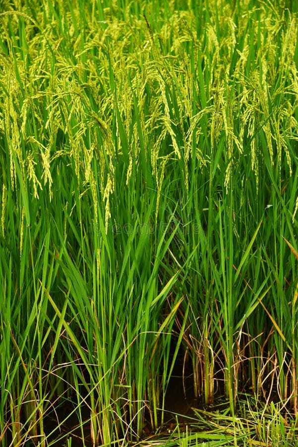 Growing Rice and Green Grass Field Stock Photo - Image of crop, island ...