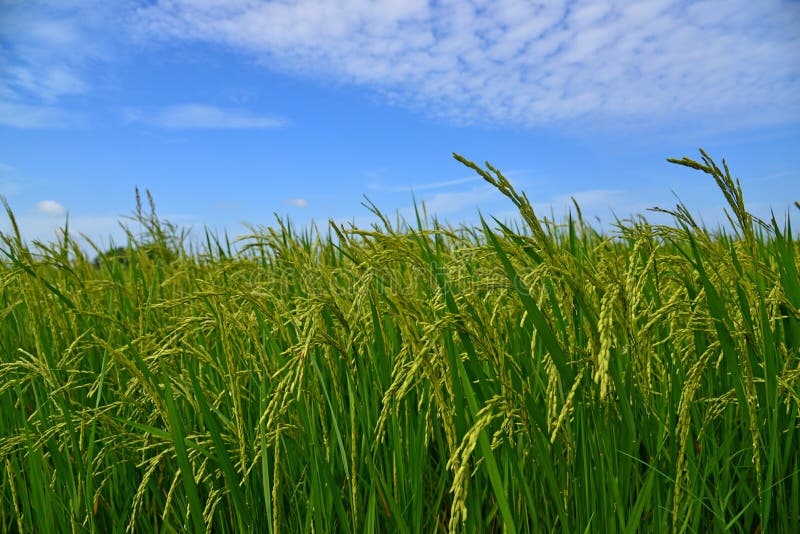 Growing Rice and Green Grass Field Stock Image - Image of agriculture ...