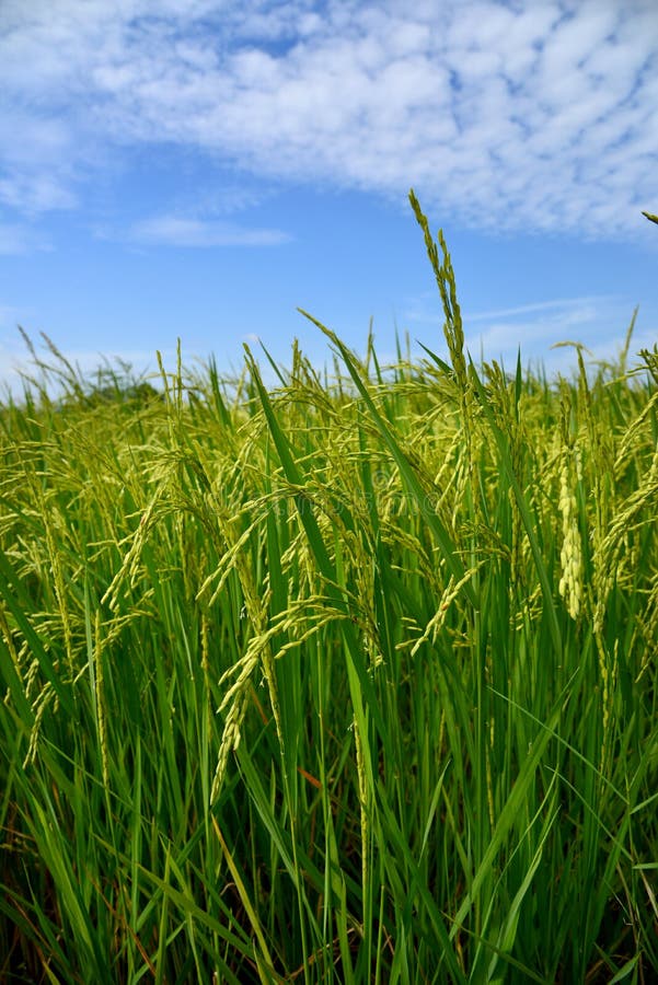 Growing Rice and Green Grass Field Stock Image - Image of leaf, fresh ...
