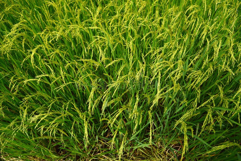 Growing Rice and Green Grass Field Stock Photo - Image of farmland ...