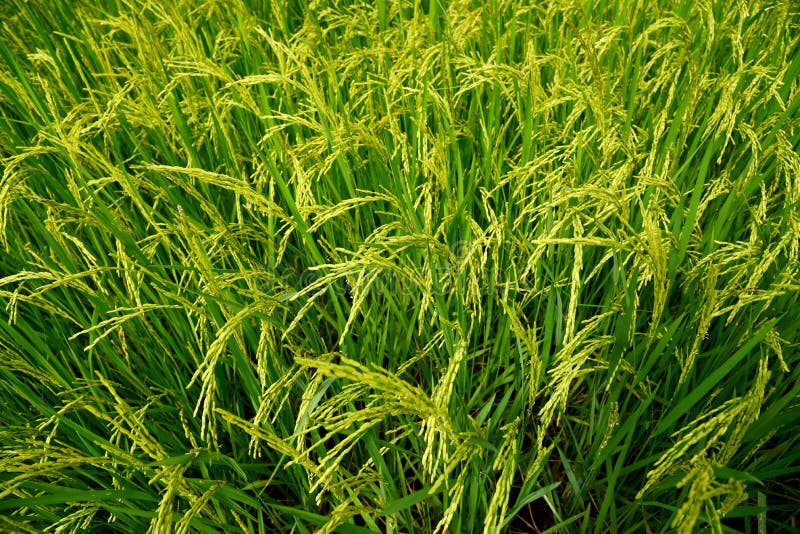 Growing Rice and Green Grass Field Stock Photo - Image of crop, island ...