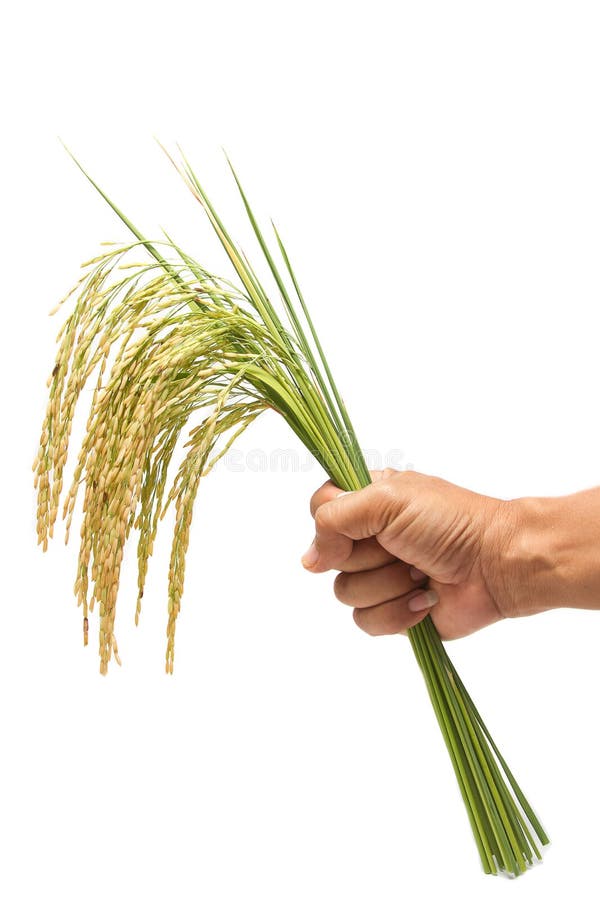 Growing rice in hand stock photo. Image of rice, economy - 31916614