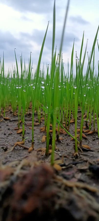Growing Rice in the Rice Field Stock Photo - Image of growing, field ...