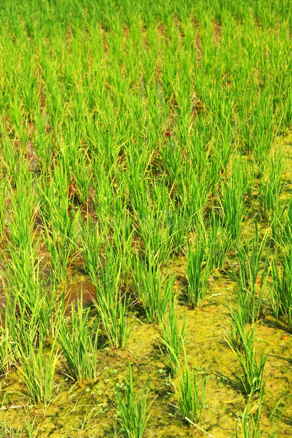 Growing rice in Thailand stock image. Image of paddy - 48852275