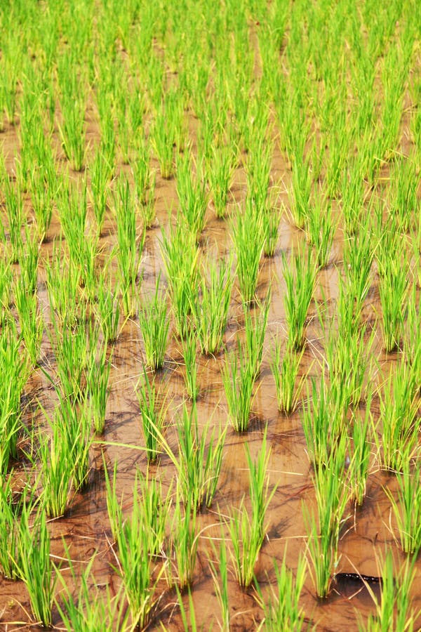 Growing rice in Thailand stock photo. Image of field - 48854166