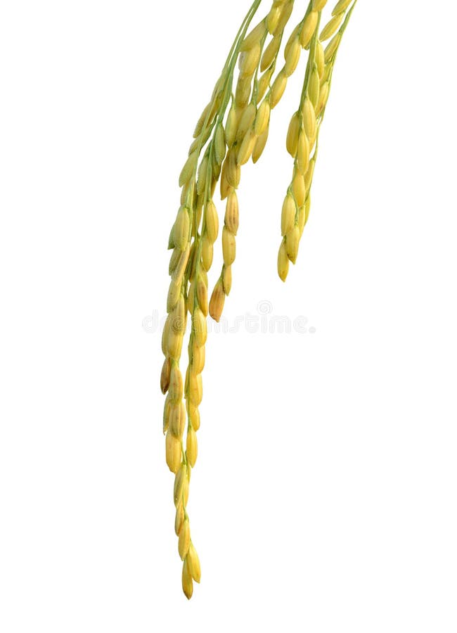 Growing rice stock photo. Image of thailand, growing - 58720710