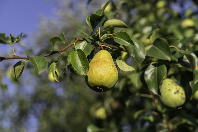 Growing Ripe Pears on a Tree in a Garden, Blurred Green and Blue ...