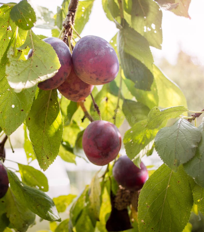 Growing Ripe Plums on a Tree Branch. Sun Rays Stock Photo - Image of ...