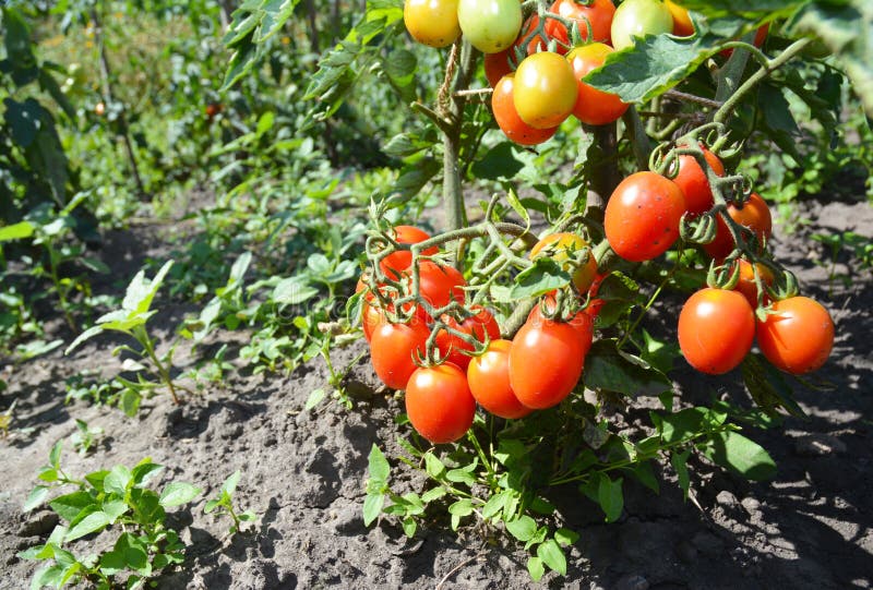 Cherry Tomatoes Ins the Garden. Cherry Tomatoes are One of the Easiest ...