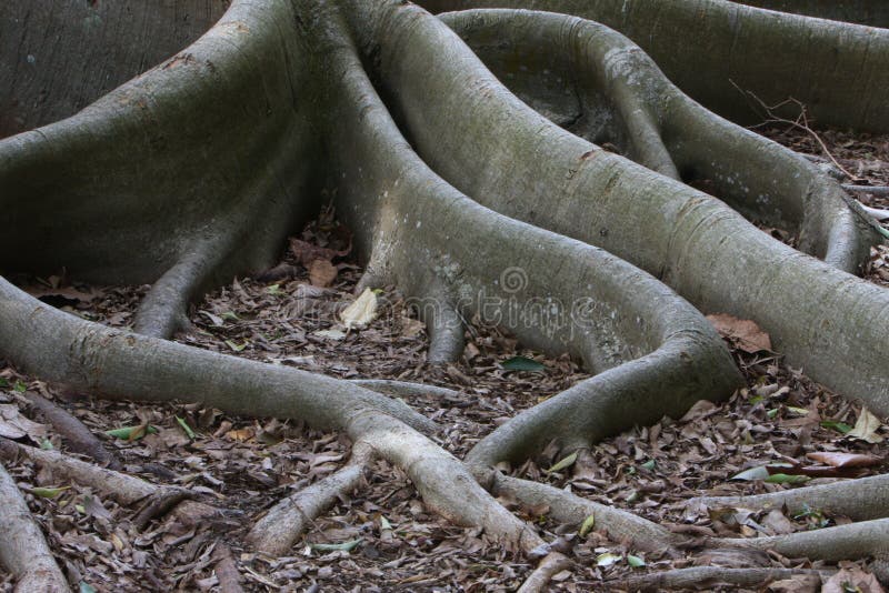 Growing Roots stock photo. Image of growing, trees, roots - 4904816