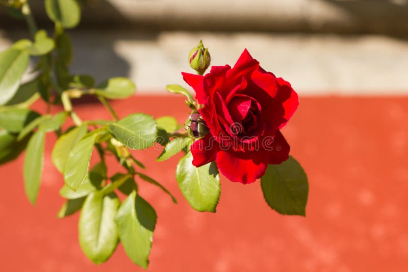 Growing rose stock image. Image of bright, floral, leaf - 34653953