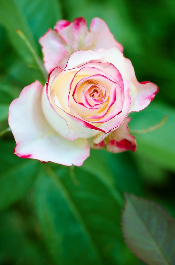 Growing Rose and Smelling Nice Outdoor Summer Stock Photo - Image of ...