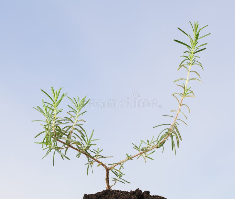 Growing Rosemary Forked Twig Stock Photo - Image of germinant, leaf ...